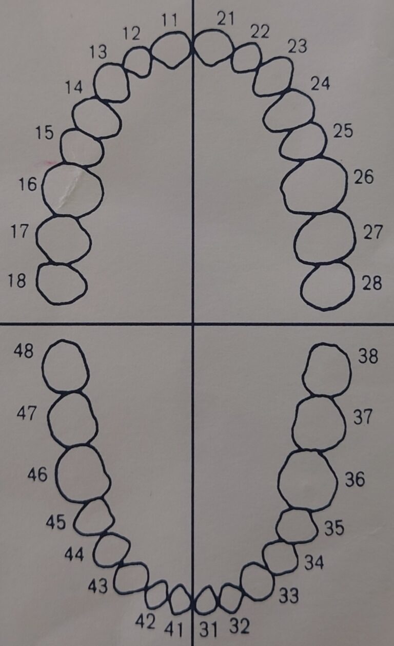 Frasaco Teeth Singles - MR Dental